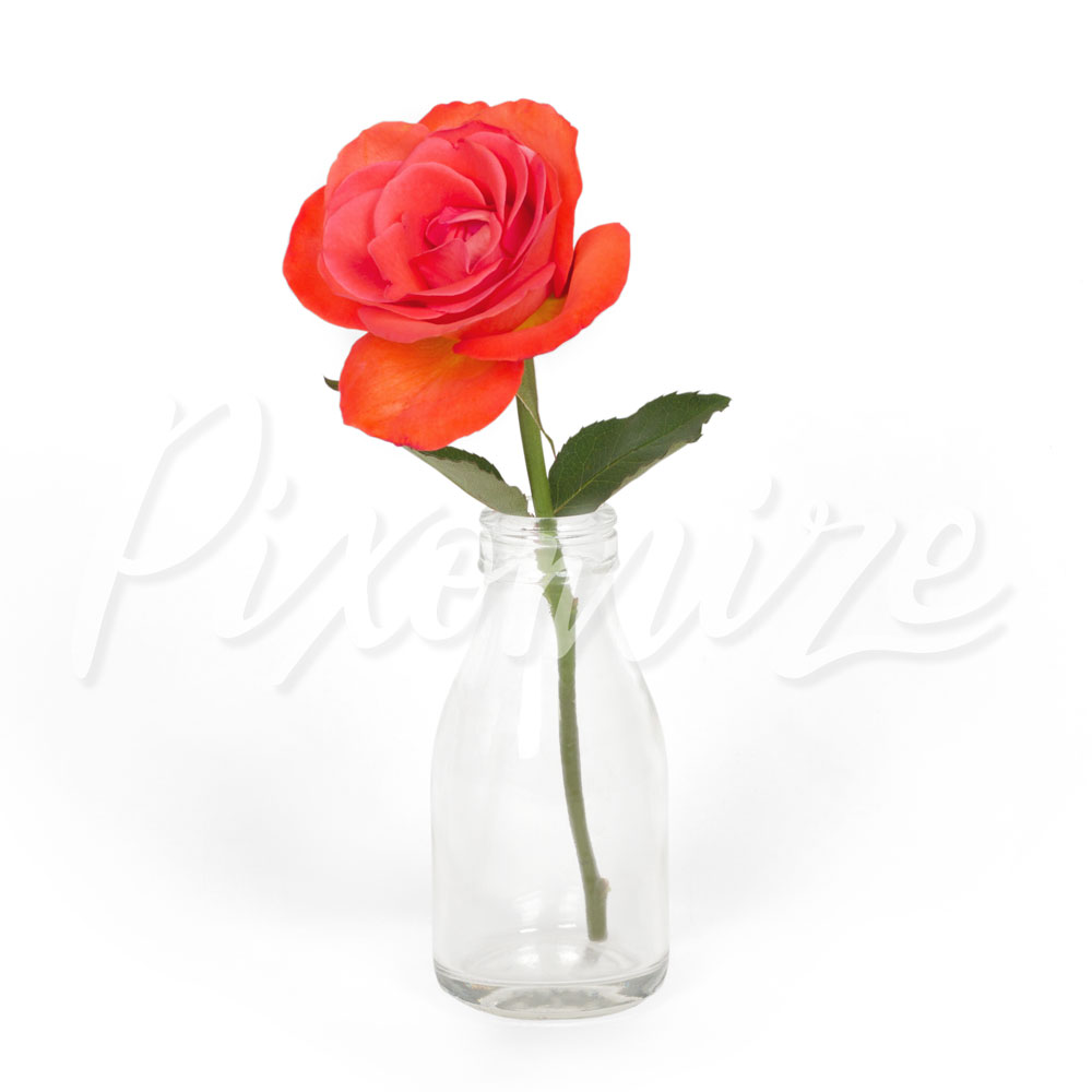 Coral Rose